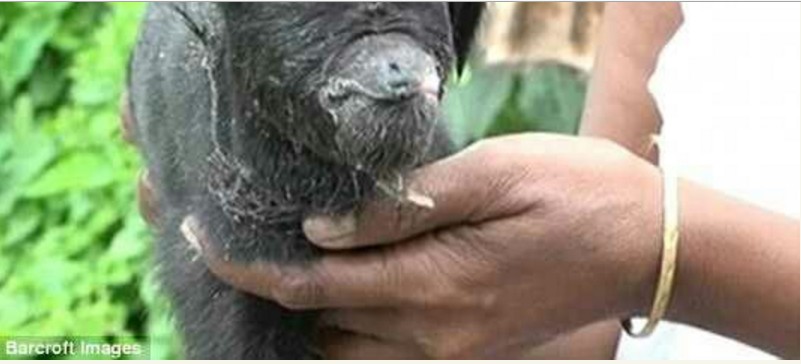 OMG!!! Cyclops: Goat Gives Birth to Baby with One Eye (Disturbing ...