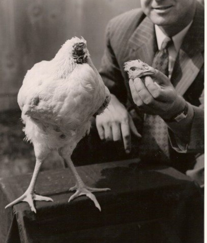 SHOCKER!!! SEE The Headless Chicken Who Lived For 8 Months Without Head ...