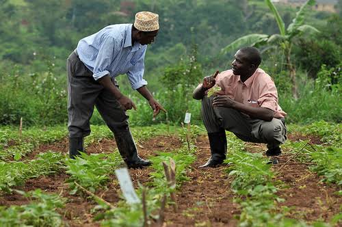 ‘Igbo Farm Project’ Maps Out Strategies To Make South East Food ...