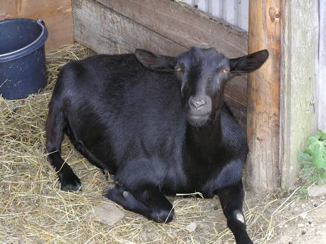 Panic As Goat Reportedly Gives Birth To Half-Human In Kwara State ...