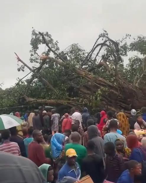 Centuries-Old Trees Collapse On Traders In Edo; 4 Killed, Several ...