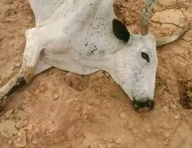 JUST IN!!! 18 Cows Found Dead After Allegedly Grazing On Farm – Igbere TV