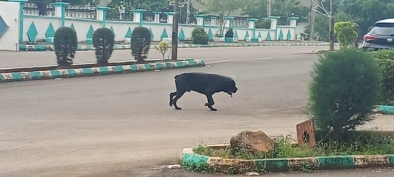 ‎The presence of the stray dog temporarily disrupted official ...